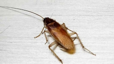 Cockroach Control In Little Rock, AR | George Termite And Pest Control