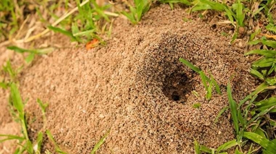 Ant Control in Little Rock, AR | George Termite & Pest Control