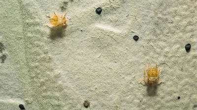 Bed Bug Control in Little Rock | George Termite & Pest