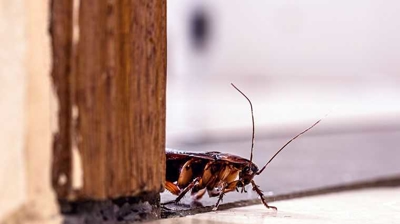 Cockroach Control In Little Rock, AR | George Termite And Pest Control