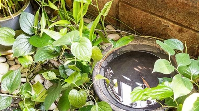 Mosquito Control In Little Rock, AR | George Termite And Pest Control