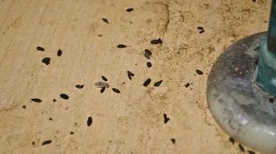 Rodent Control in Little Rock, AR | George Termite & Pest Control