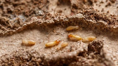 Termite Control in Little Rock | George Termite & Pest