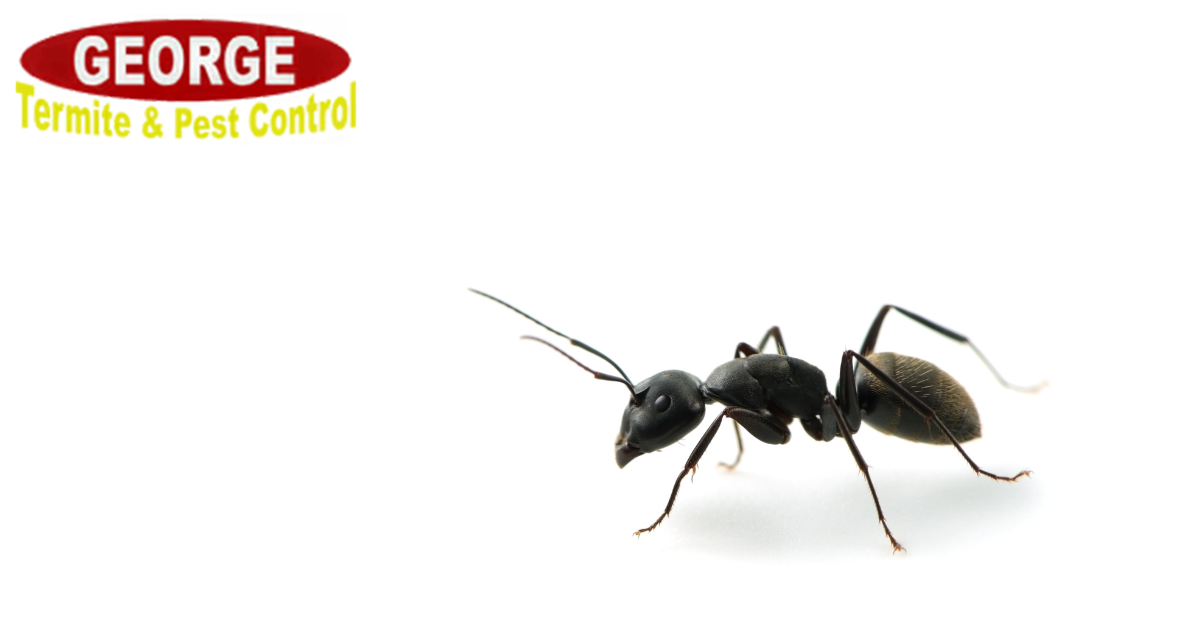 Understanding Common Household Pests: A Guide to Identifying and ...